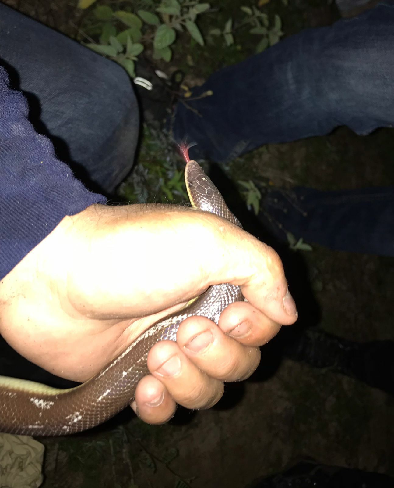 Loxocemus bicolor Cope, 1861