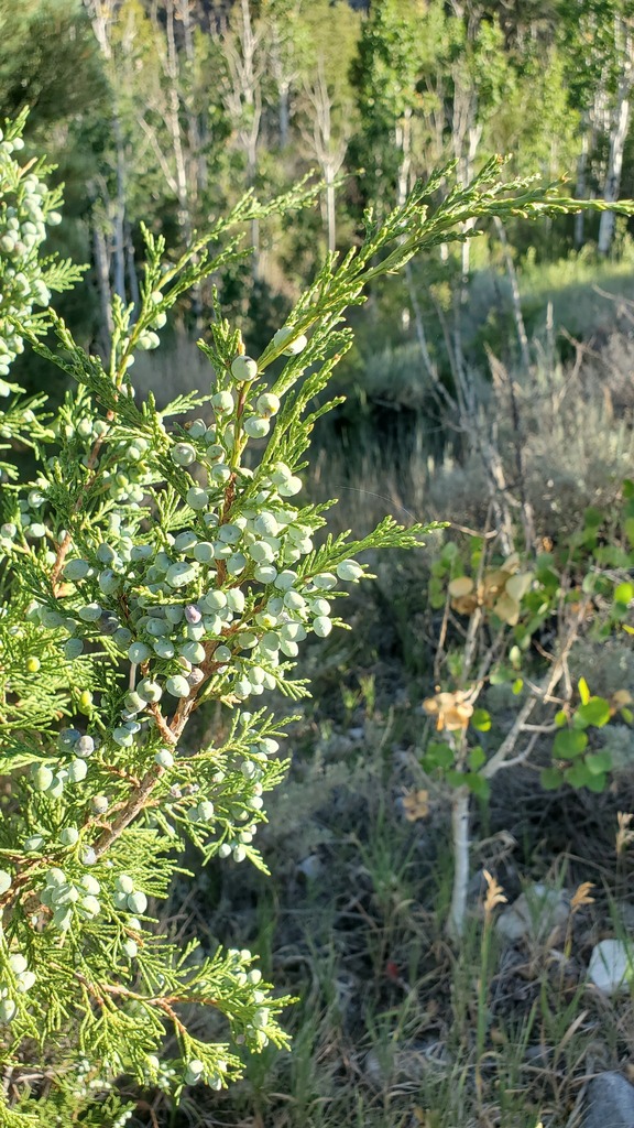 Rocky Mountain Juniper from White Pine County, NV, USA on August 17 ...