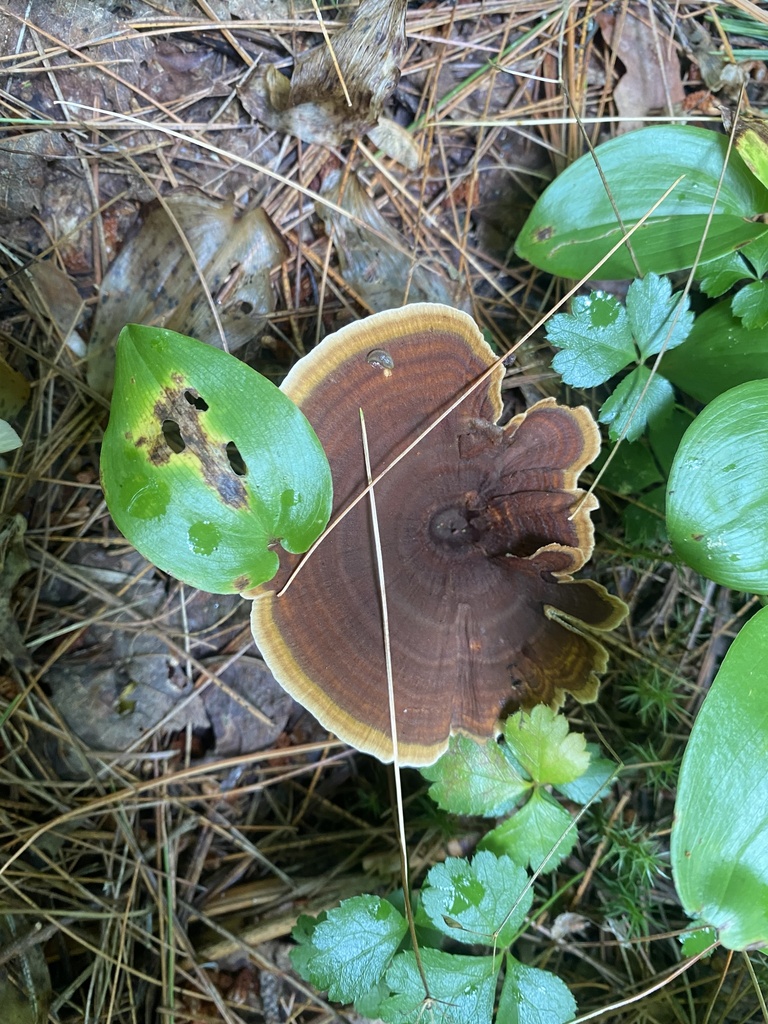 Shiny cinnamon polypore from Ottawa National Forest, Nisula, MI, US on ...