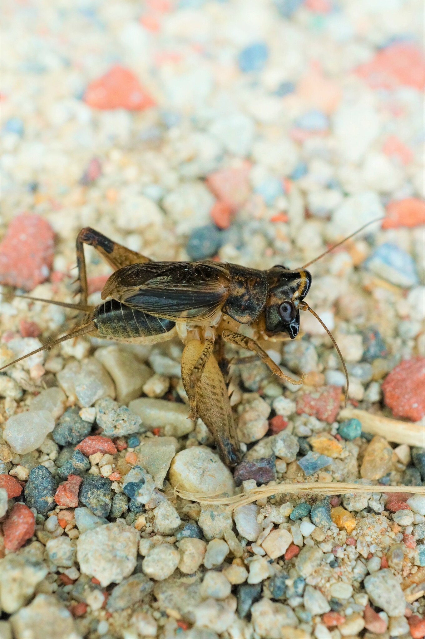 Loxoblemmus doenitzi Stein, 1881