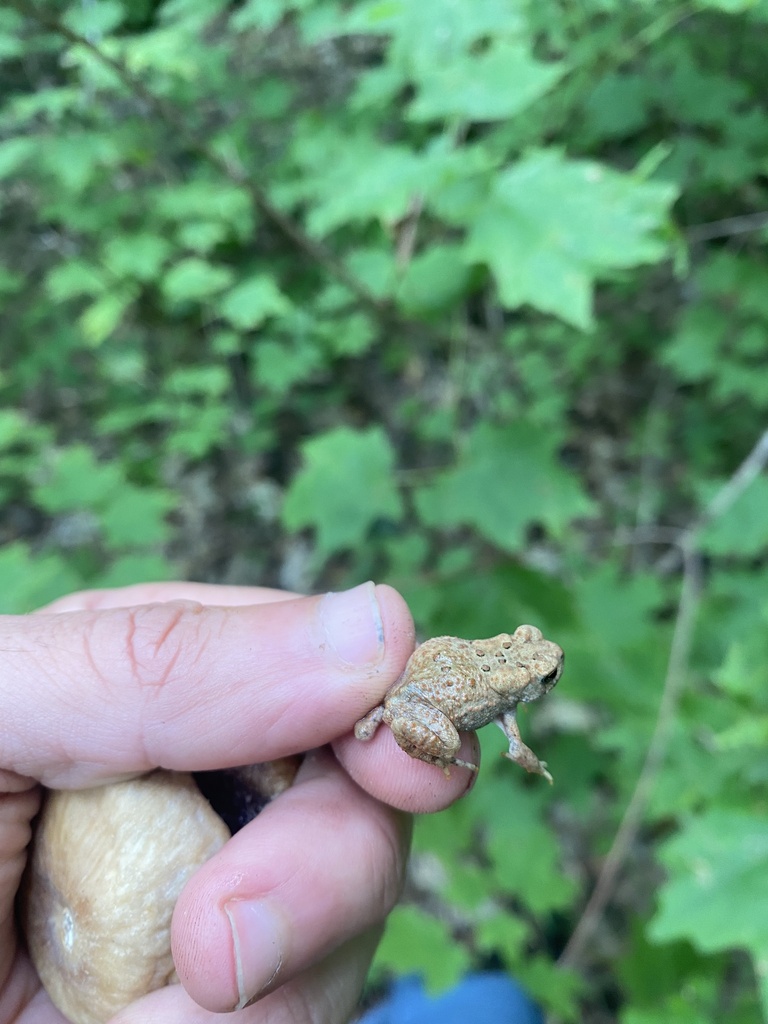Something from Ottawa National Forest, Nisula, MI, US on August 27 ...