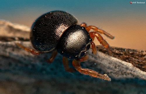 Pachyballus miniscutulus · iNaturalist