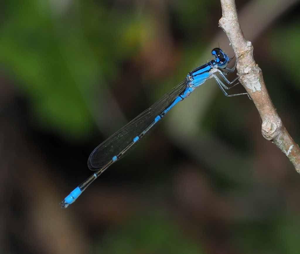 Arroyo Bluet from Big Spring, TX, USA on August 9, 2022 at 11:27 AM by ...