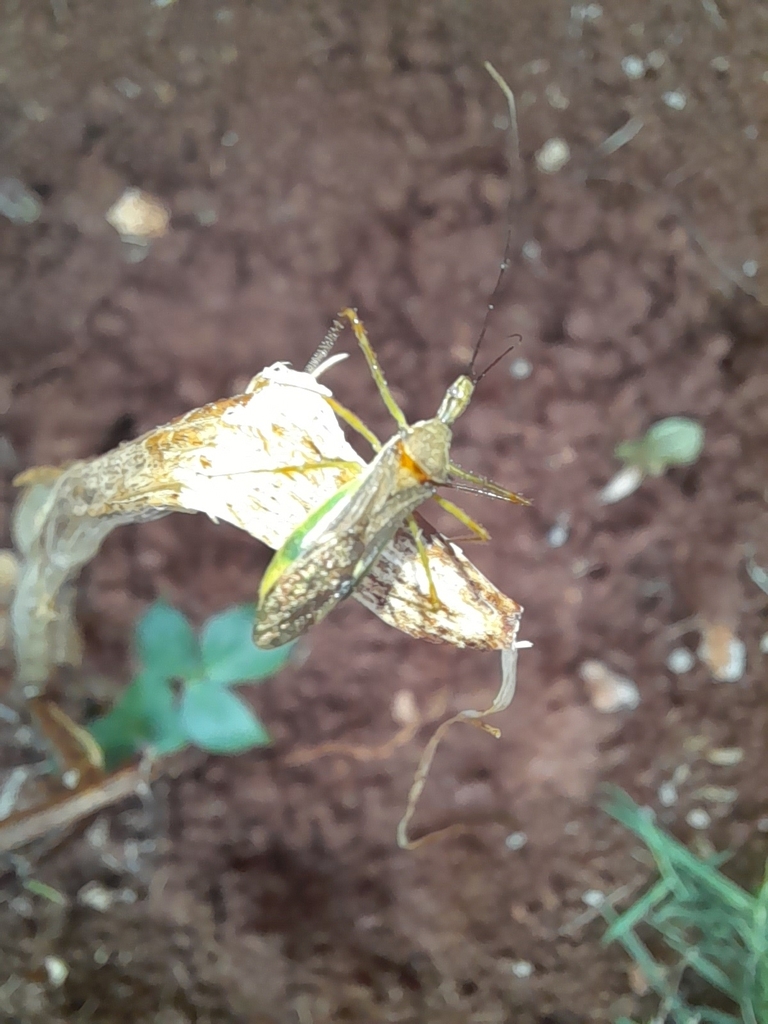 Harpactorini in August 2022 by Hider David Rodi Cáceres · iNaturalist