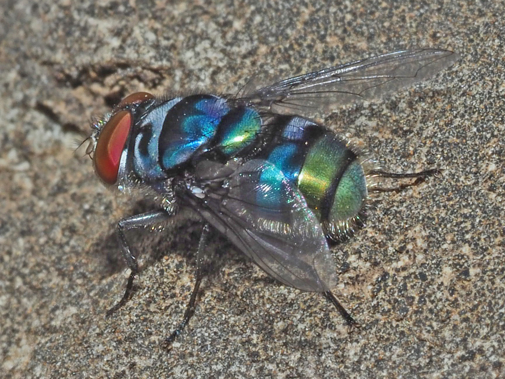 Chrysomya chloropyga (Wiedemann, 1818)