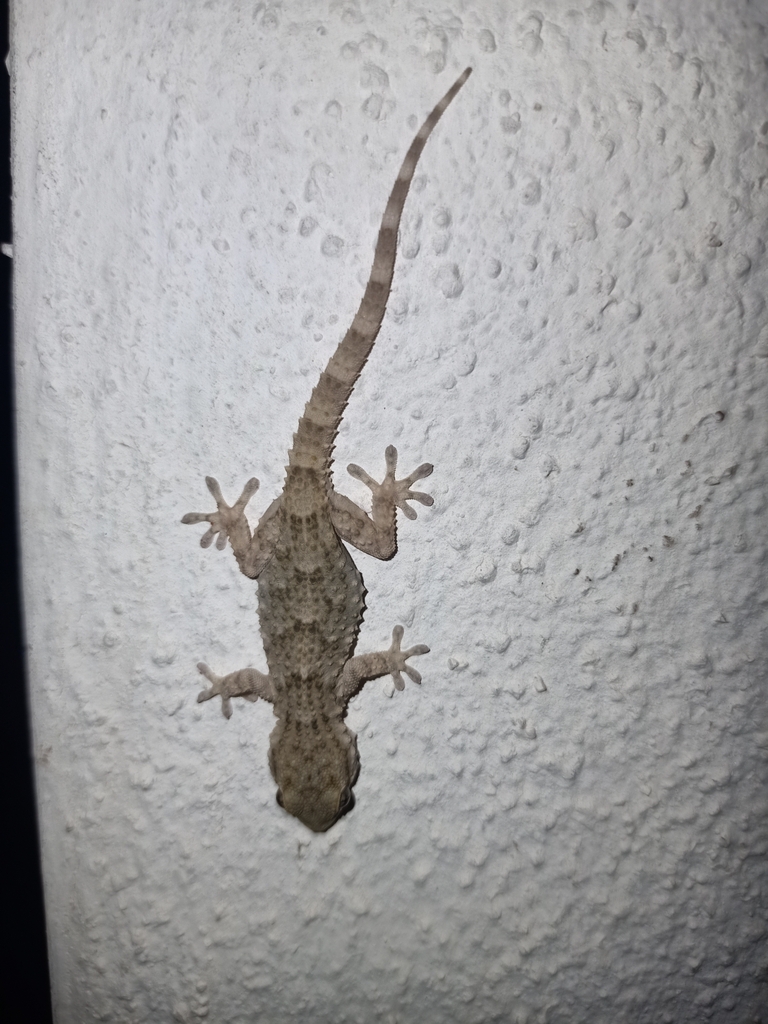 Moorish Gecko from 08029 Siniscola NU, Italia on August 27, 2022 at 09: ...