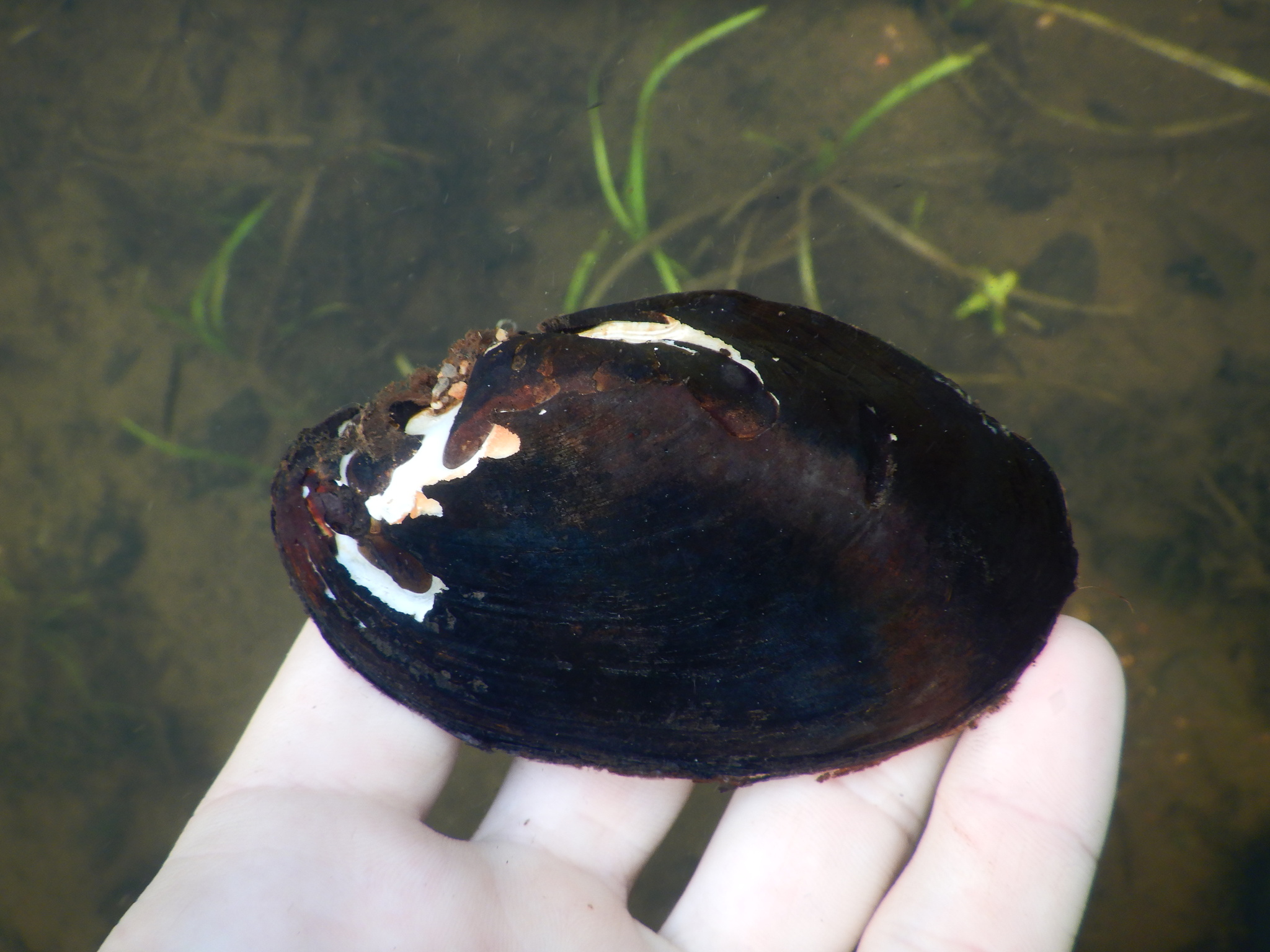 Lampsilis radiata (Gmelin, 1791)