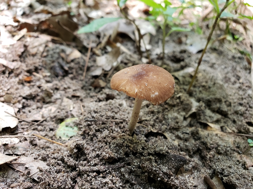 Pluteus nanus from Unnamed Road, Winamac, IN 46996, USA on August 04 ...