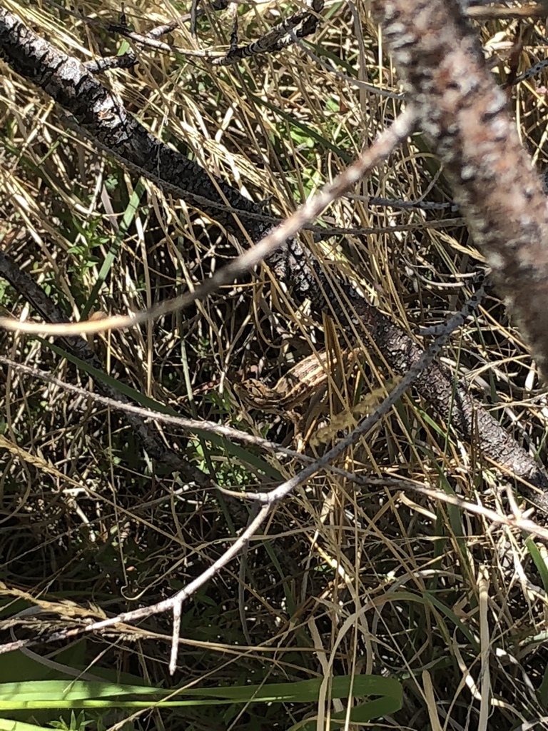 Slevin’s Bunch Grass Lizard in August 2018 by Hunter D. Johnson ...