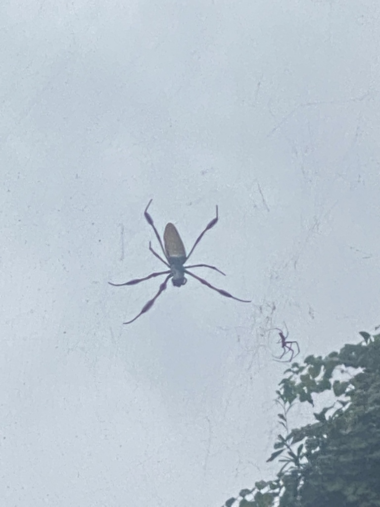 Golden Silk Spider from Port Royal Island, Beaufort, SC, US on August ...