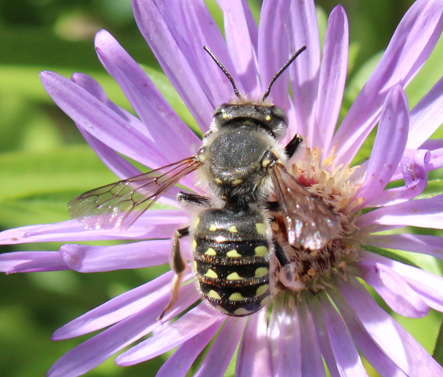 Anthidium maculosum Cresson, 1878