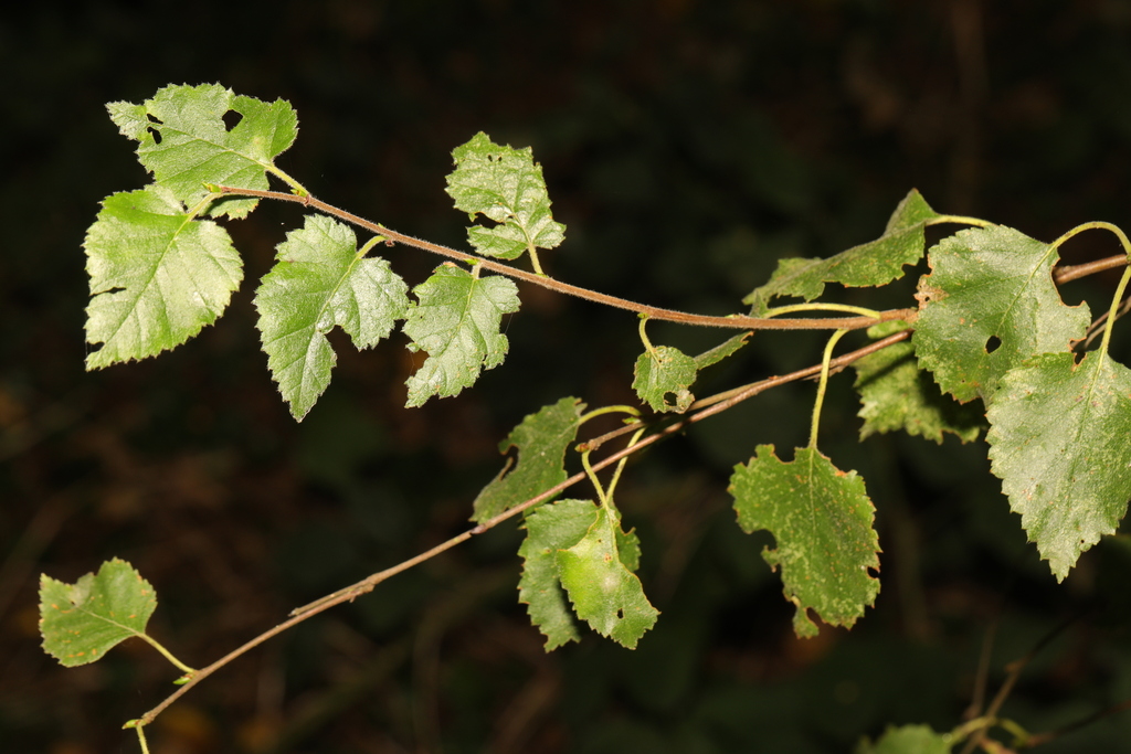 silver birch from Flaxmere area, Delamere Road, Norley, Cheshire, UK on ...