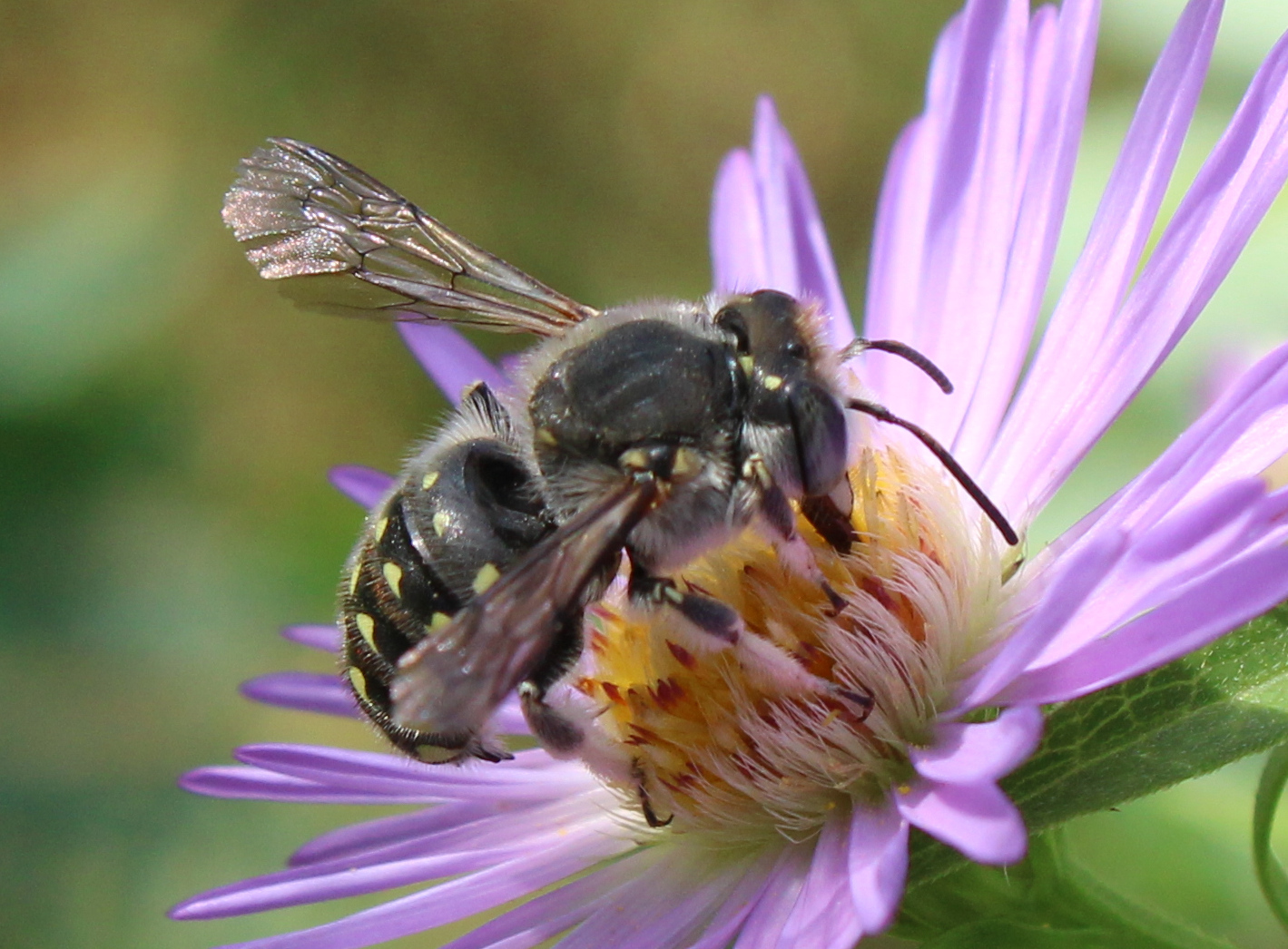 Anthidium maculosum Cresson, 1878