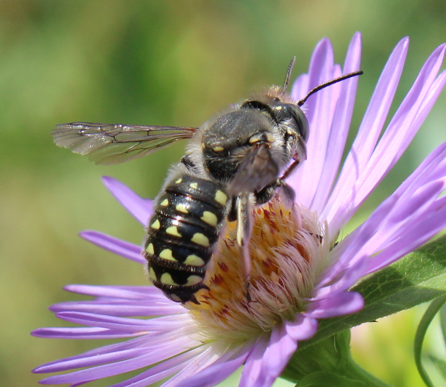 Anthidium maculosum Cresson, 1878