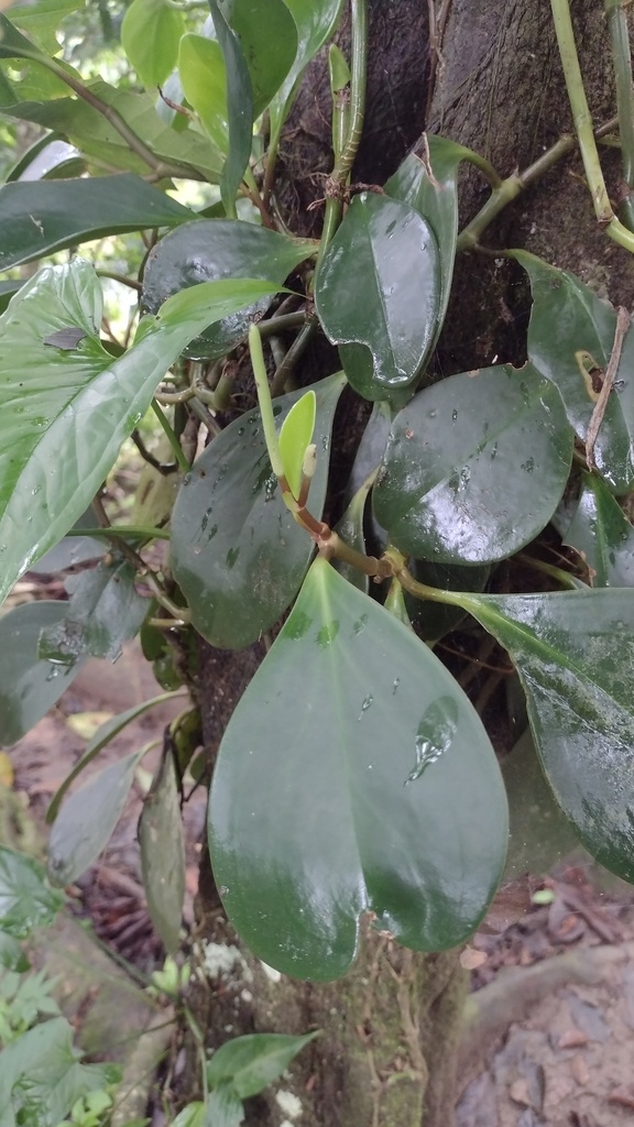 Baby Rubber Plant from Palenque, Chis., México on August 27, 2022 at 09 ...