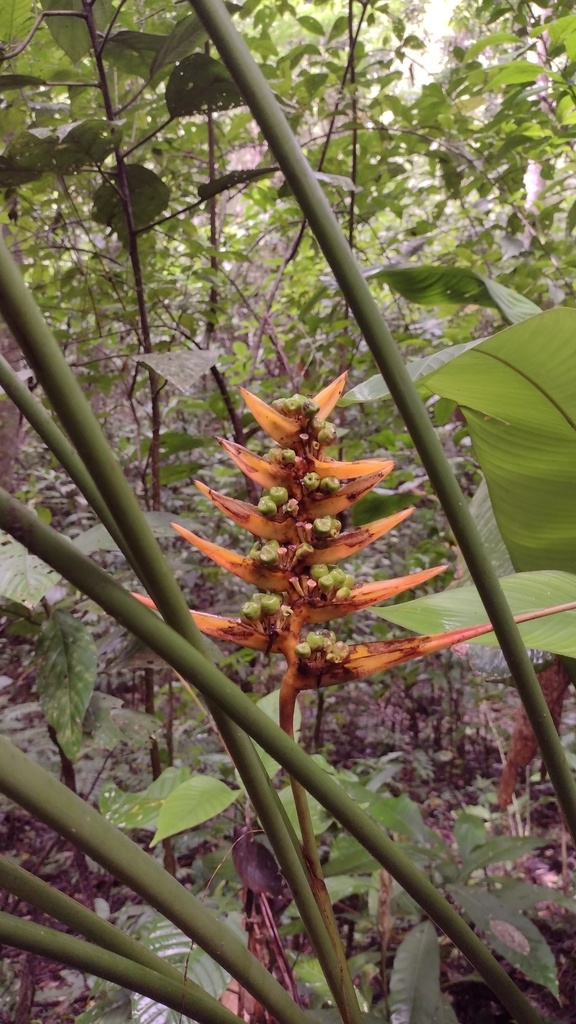 Heliconia librata from Palenque, Chiapas, Mexico on August 27, 2022 at ...