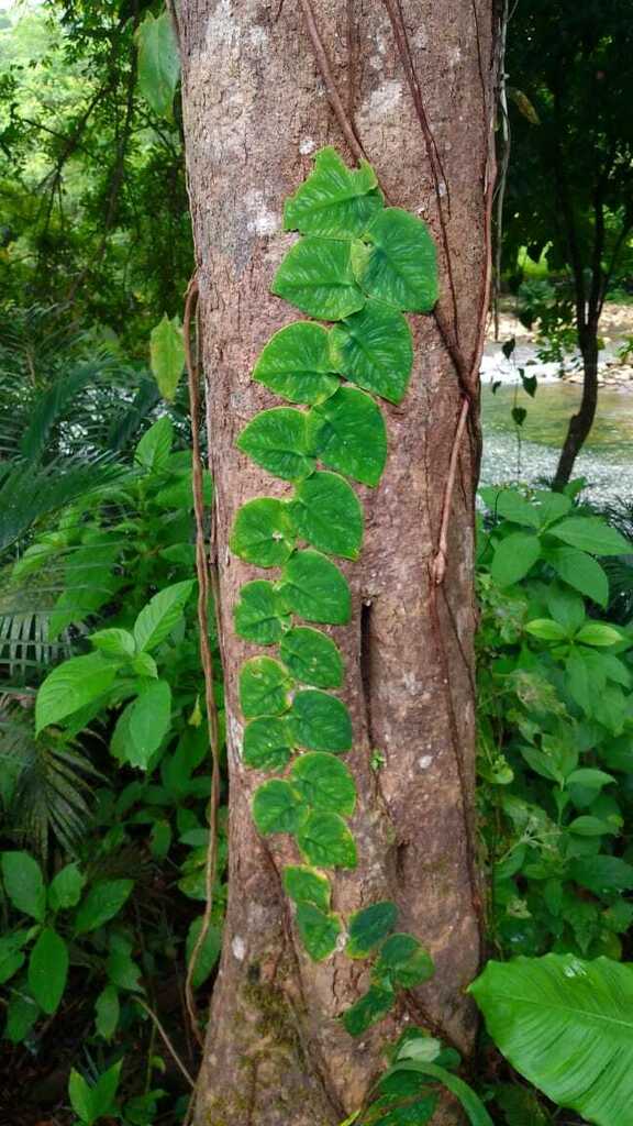Monstera tuberculata from Palenque, Chis., México on August 27, 2022 at ...