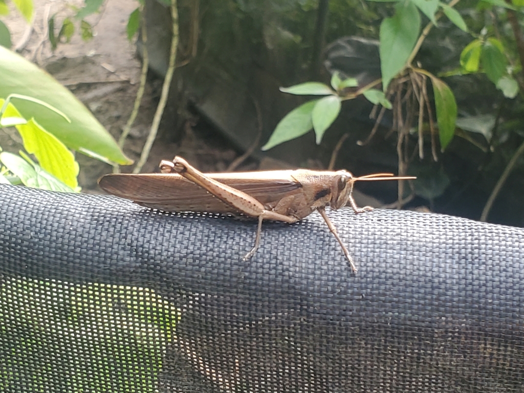 Gray Bird Grasshopper from Wa Samaki Ecosystems on August 27, 2022 at ...