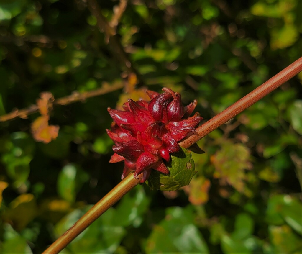 grape filbert gall from Anne Arundel County, MD, USA on August 27, 2022 ...