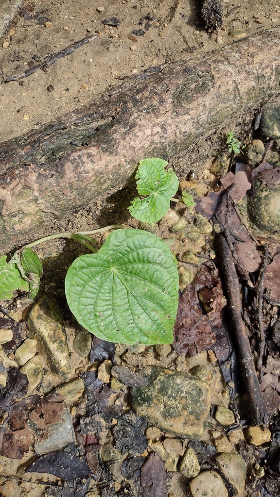 pariparoba from Palenque, Chiapas, Mexico on August 28, 2022 at 10:26 ...