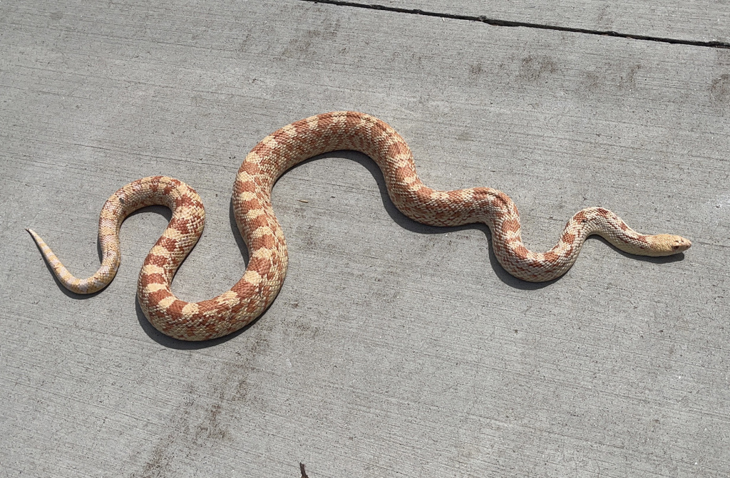 Gopher Snake in May 2022 by Sophiane. Hypomelanistic gopher snake ...