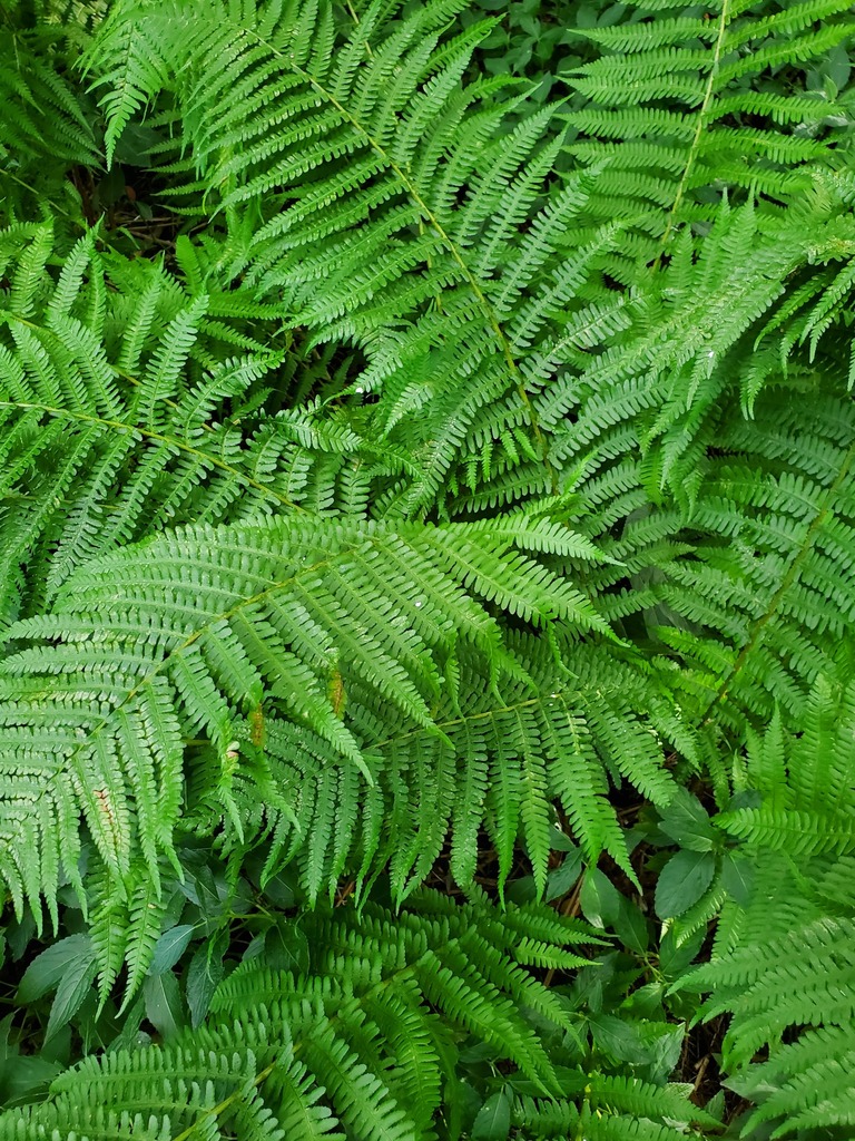 ferns from North Yorkshire, UK on August 20, 2022 at 04:20 PM by c ...