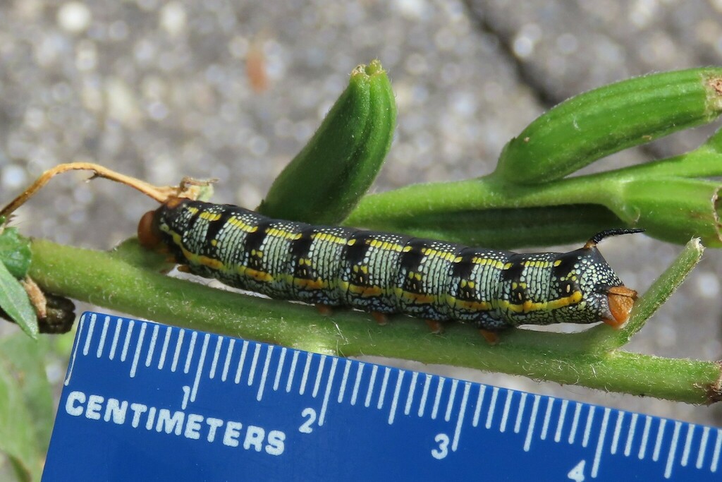 White-lined Sphinx from Assabet River NWR, Stow, MA, USA on August 27 ...
