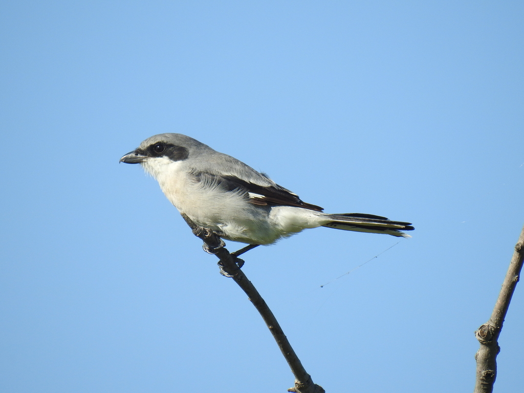 Loggerhead Shrike from Lewisville, TX, USA on August 28, 2022 at 10:43 ...