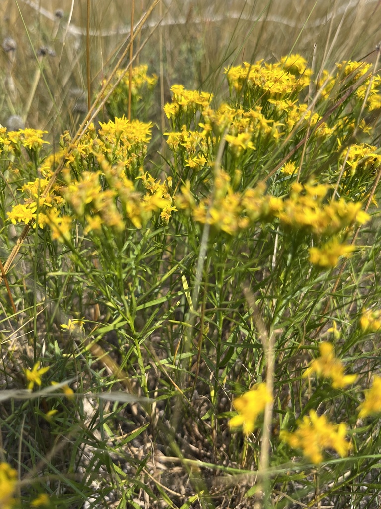 Broom Snakeweed from Two Borders, MB, CA on August 24, 2022 at 02:51 PM ...