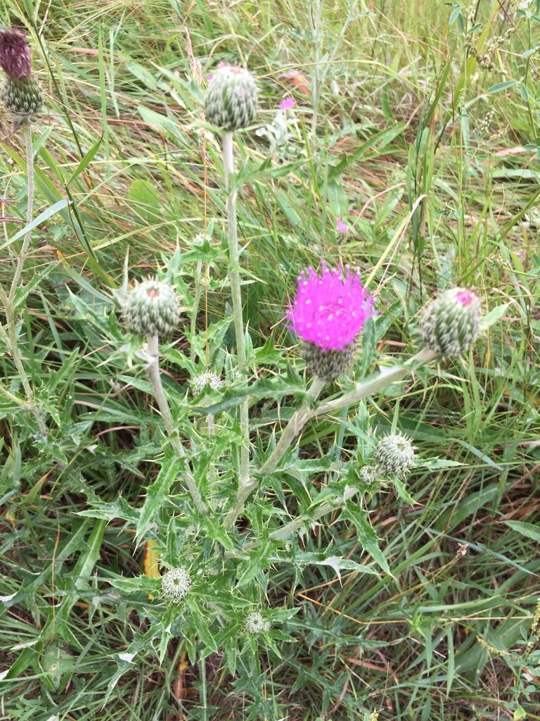 Flodman's thistle from Woodlands, , MB, CA on August 4, 2018 at 12:00 ...