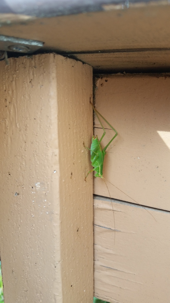 Fork-tailed Bush Katydid from Spokane County, WA, USA on August 05 ...