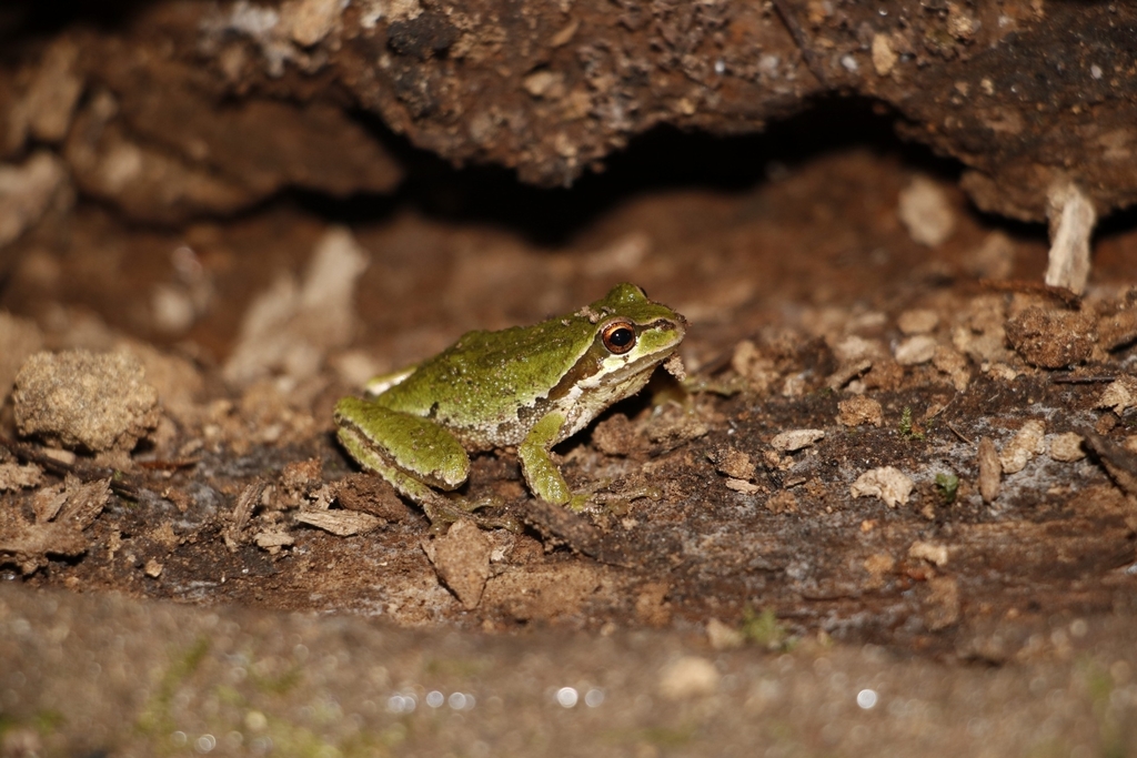 Northern Pacific Tree Frog from Mukilteo, WA 98275, USA on August 27 ...