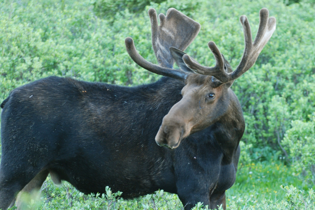 Shiras Moose (Alces alces shirasi) - Know Your Mammals