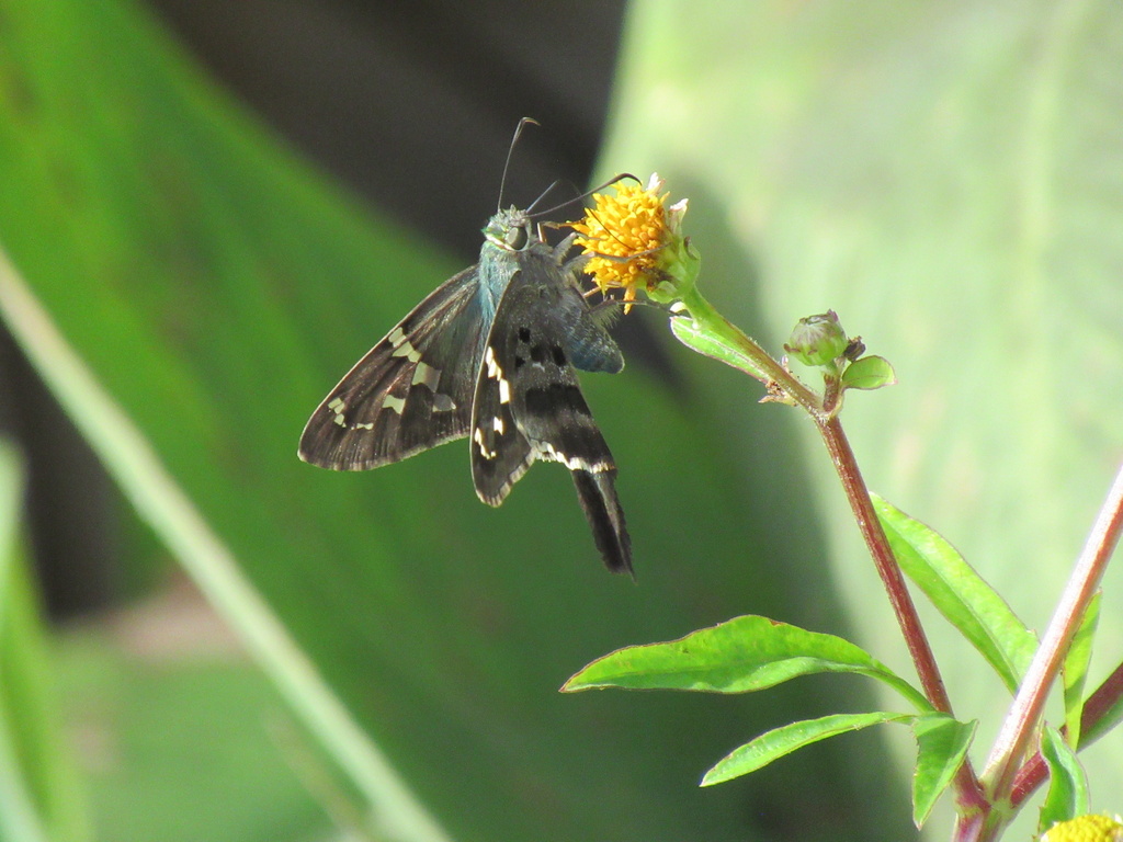 Long-tailed Skipper from Anastasia Island, St. Augustine Beach, FL, US ...