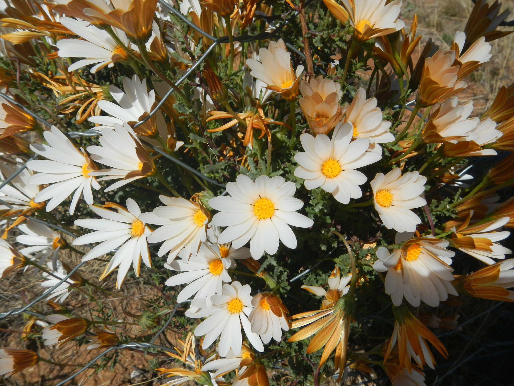 Dimorphotheca cuneata (Thunb.) DC.