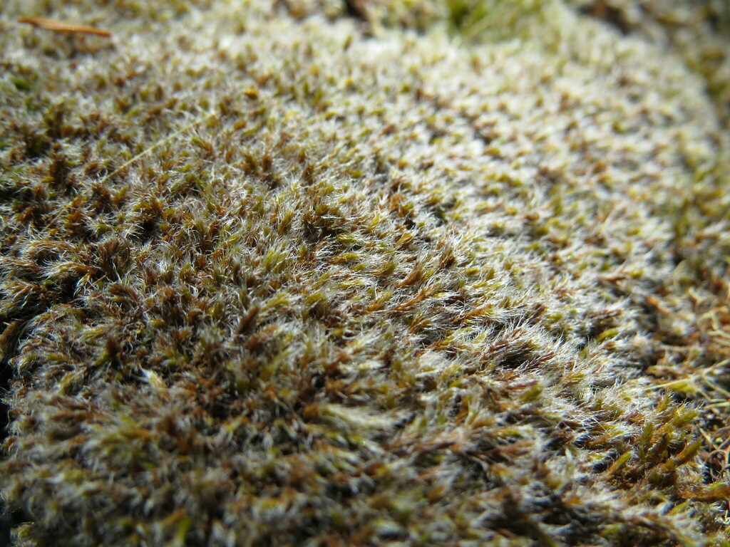 Woolly Fringe-moss from Strathcona, BC, Canada on August 22, 2022 at 11 ...