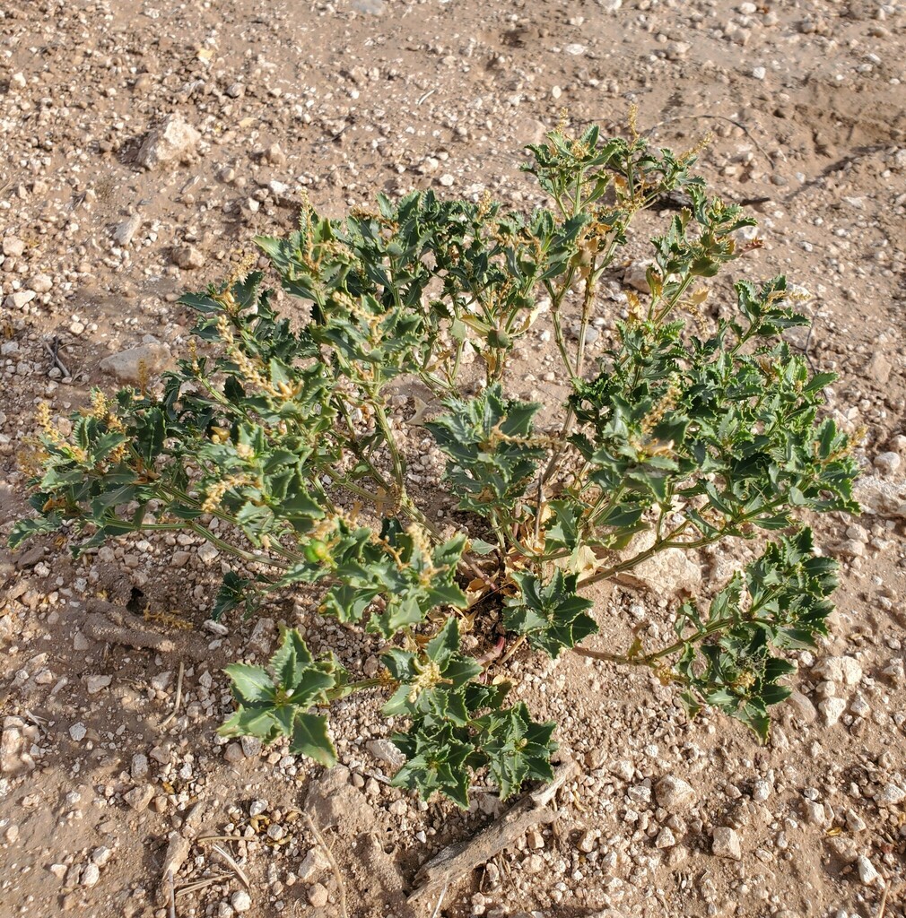Trecul's Toothleaf from Tom Green, Texas, United States on August 16 ...