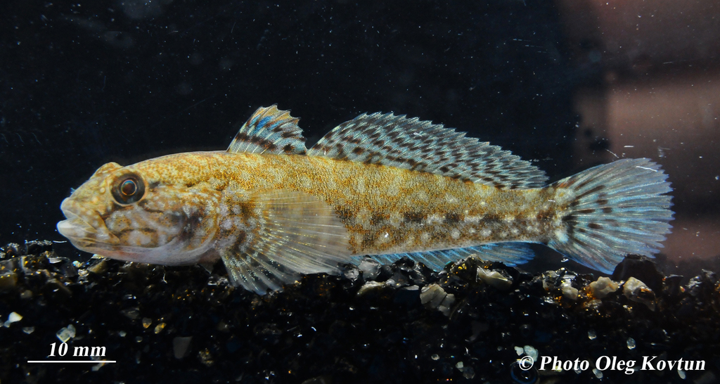 (Ponticola) - Marine Life Identification