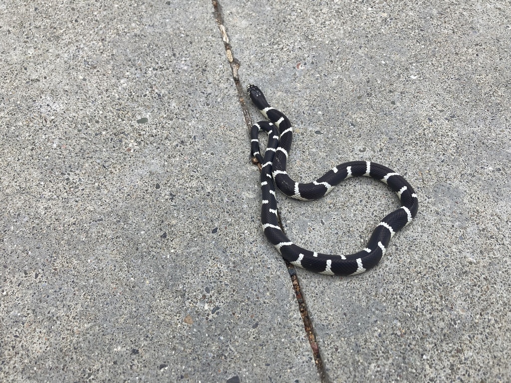 California King Snake from Smith Ranch Rd, San Rafael, CA, US on August ...