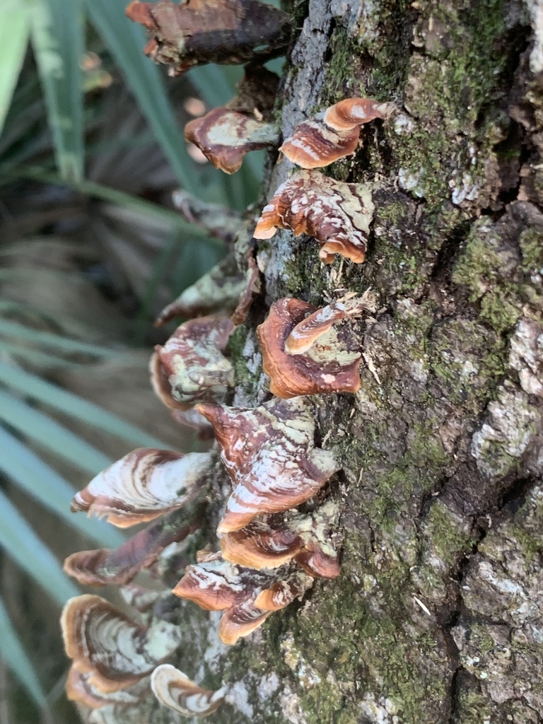 Stereum from Anastasia State Park, St. Augustine, FL, US on October 31 ...