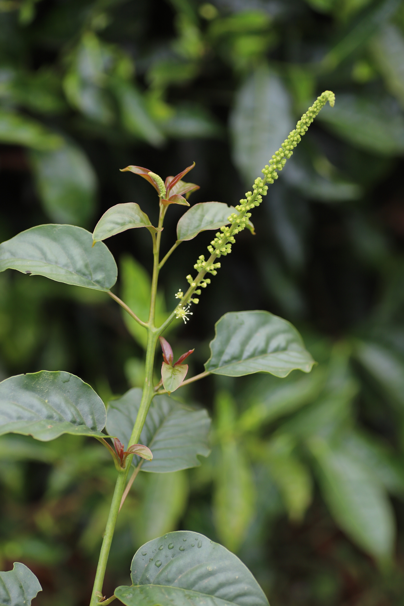 Phytolacca dodecandra L'Hér.