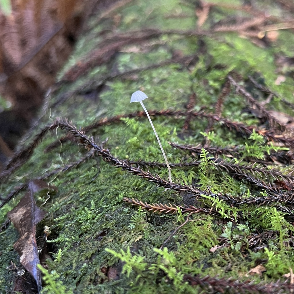 Bonnets from Pureora Forest Park, Pureora, Manawatū-Whanganui, NZ on ...
