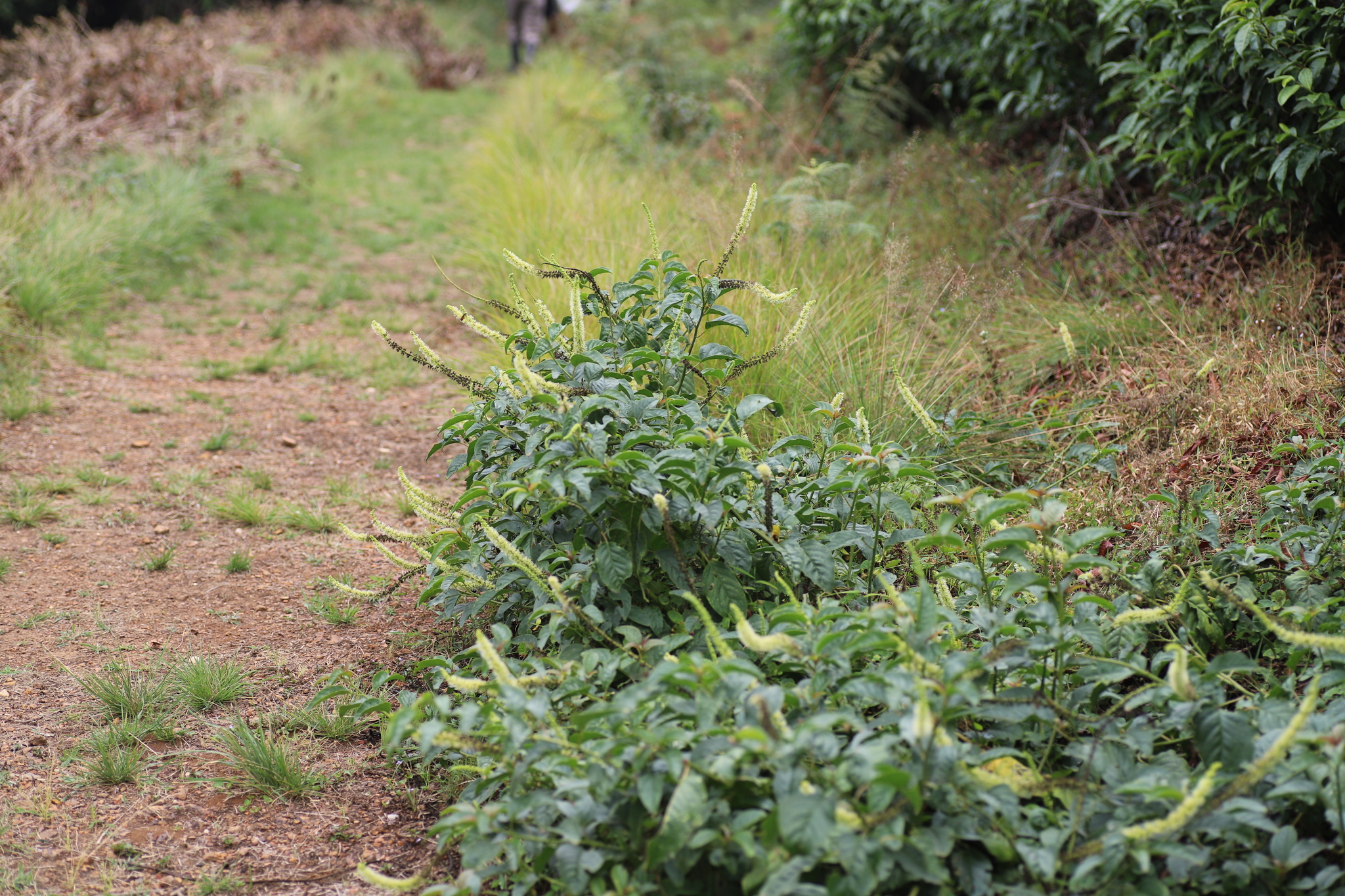Phytolacca dodecandra L'Hér.