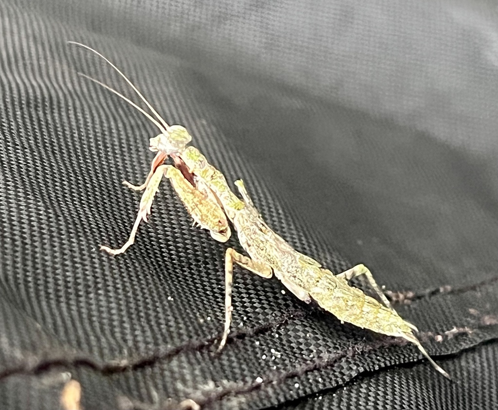 Grizzled Mantis from Ocala National Forest, Silver Springs, FL, US on ...