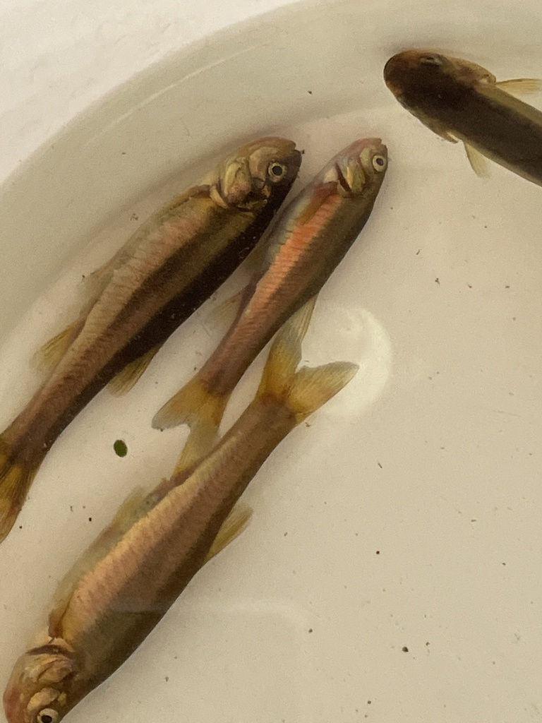 Finescale Dace from Patterson Rd, Kingston, ON, CA on August 28, 2022 ...