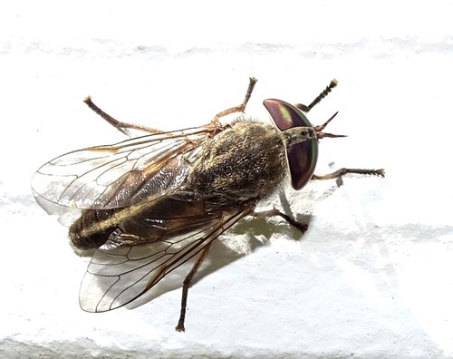 Similar Horse Fly (Tabanus similis) wildspecies.ca