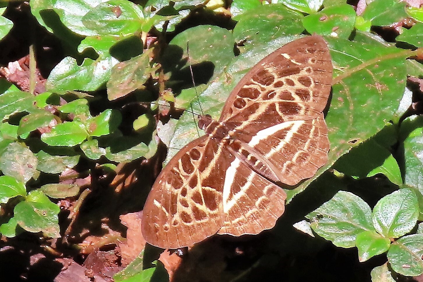 Catuna crithea Drury, 1773