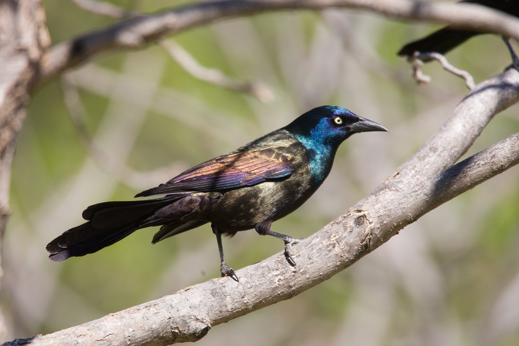 Common Grackle (Common Birds of Pittsburgh Parks) · iNaturalist