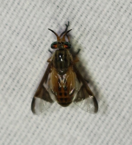 Chrysops dissimilis · NaturaLista Colombia