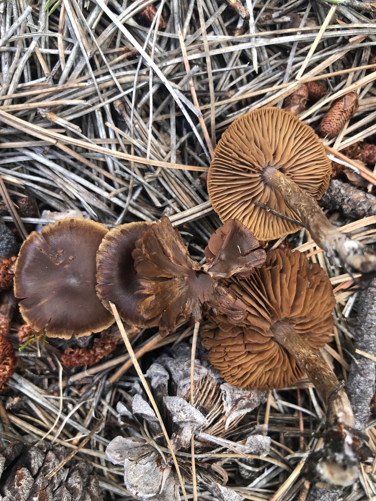 sepia webcap from Prescott National Forest, Jerome, AZ, US on August 28 ...
